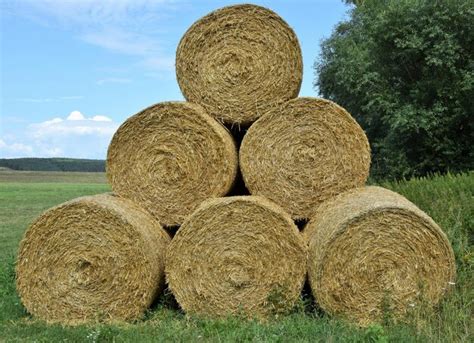 Page 11 Small Bales Images Free Download On Freepik