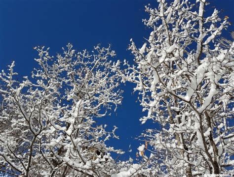 عکس درخت برفی طبیعی