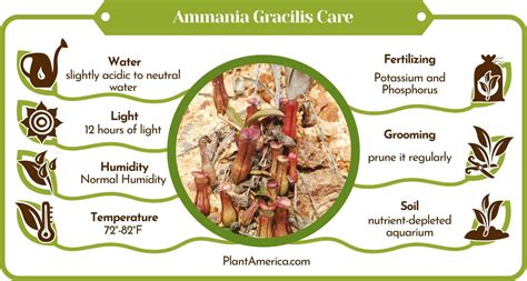 Ammania Gracilis Care Guide Covering Everything You Need Plant America Ammania Gracilis Care Guide Covering Everything You Need Plant America