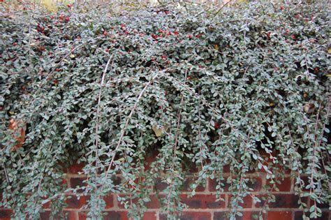 Cotoneaster ‘lowfast Pro 1 Landscaping