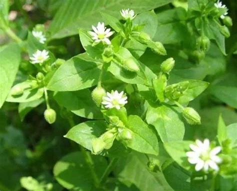 Weed Control Safe Organic Weed And Grass Killer Solutions Chico®