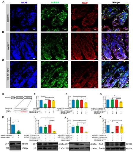 Ysfri Published Research On The Cerna Crosstalk Mediated By Ncrnas In