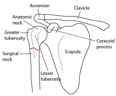 Image Key Anatomic Landmarks In The Proximal Humerus Msd Manual Professional Edition