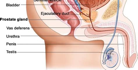 Gambar Anatomi Reproduksi Pria Koleksi Gambar