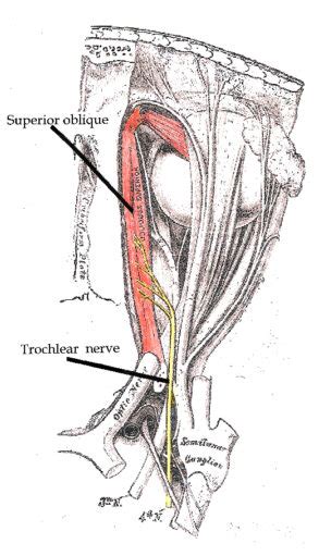 The Trochlear Nerve CN IV Cranial Nerves Anatomy Geeky Medics