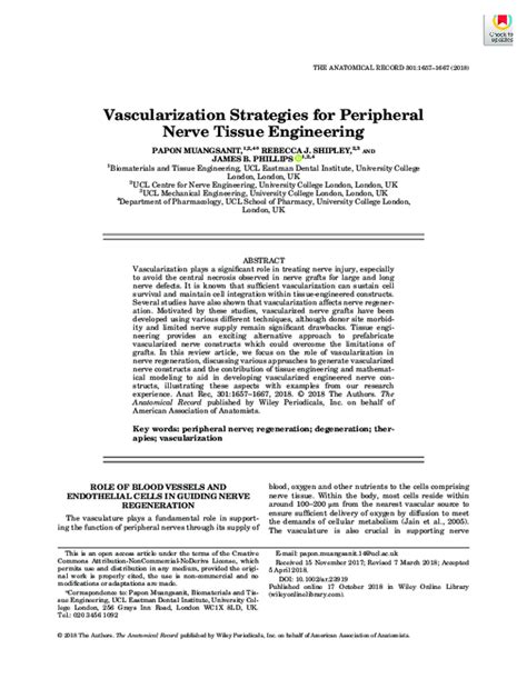 Pdf Vascularization Strategies For Peripheral Nerve Tissue Engineering