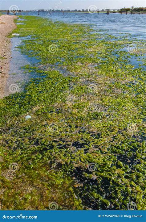 A Large Accumulation Of Green Algae Ulva And Enteromorpha In A Shallow
