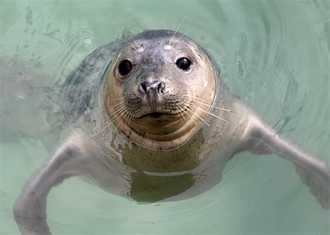Cornish Seal Sanctuary Photo Gallery Dill