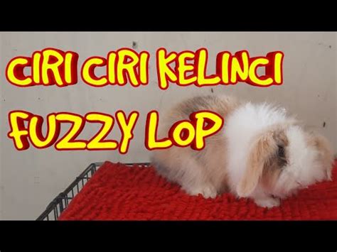 CIRI - CIRI KELINCI FUZZY LOP - YouTube