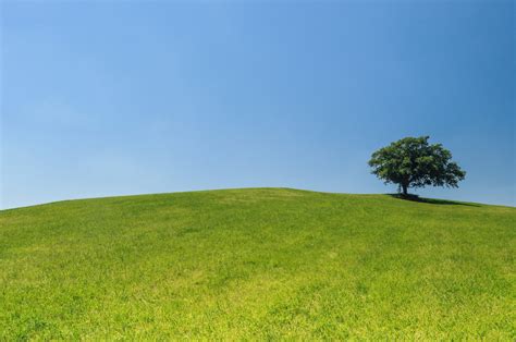 Tree Sky Green Hill Grass Free Image From Needpix Com