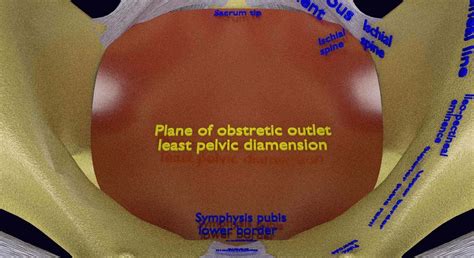 Female Pelvis Clinical Pelvimetry Dimension Superhive Formerly