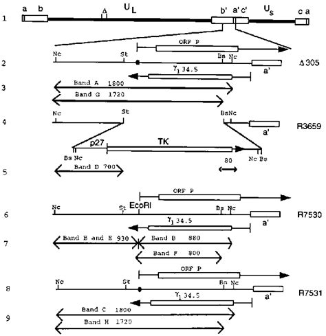 Schematic Representations Of Sequence Arrangements In The Recombinant