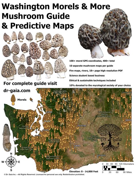 Washington Morels And More Mushroom Guide And Predictive Maps Dr Gaia