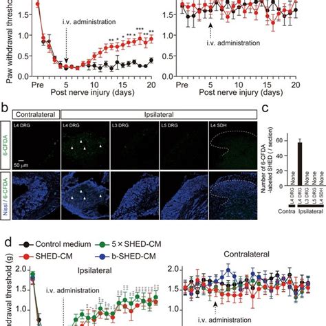 Ectoderm This Is The Outer Layer Of Cells In The Embryo And It Will