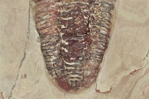 1 8 Bavarilla Trilobites With Preserved Segmented Antennae 213196