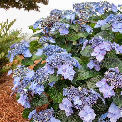 Bigleaf Hydrangea Lawn And Garden Retailer
