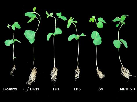 Soybean Plants Treated With Bacterial Endophytes Lk11 Tp1 Tp5 S9 Download Scientific
