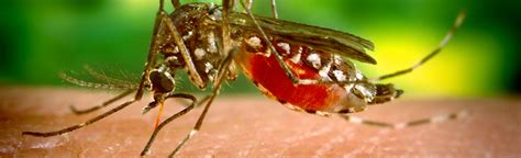 Vector Borne Diseases Their Cause And Preventions