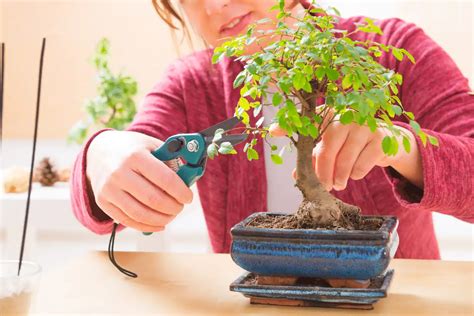 Sculpting Miniature Masterpieces Choosing Ideal Bonsai Pruning Shears Bonsai Starter