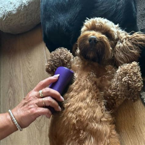Tried And Tested Best Brush For A Cockapoo To Remove Tangles