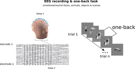 Revealing Similarities Between Deep Learning Models And Brain EEG Representations