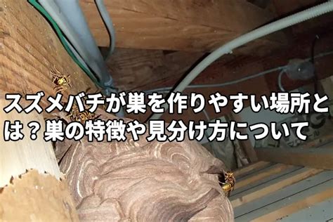 スズメバチが巣を作りやすい場所とは？巣の特徴や見分け方について