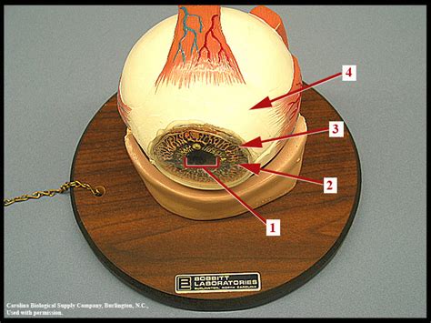 Eye Model Diagram Quizlet