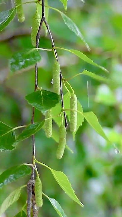 부드러운 음악 평화로운 자연 소리가 당신의 영혼을 편안하게 해줍니다 편안한음악 뮤지컬힐링 스트레스해소음악 Youtube