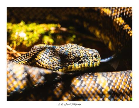 Python Album On Imgur