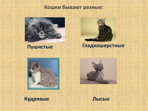 Такие разные кошки - презентация онлайн
