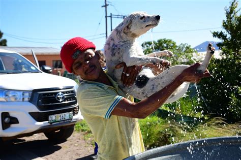 Understanding Rabies Early Detection Treatment And Transmission To