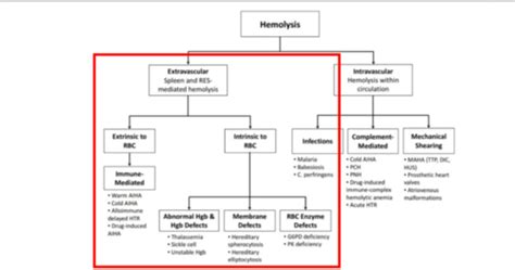 Normocytic Anemias Extravascular Hemolysis Flashcards Quizlet