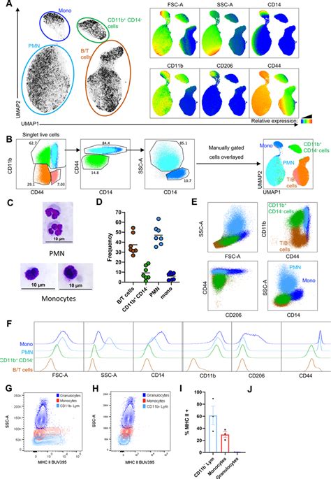Immunophenotyping Circulating Bat Monocytes And Pmns A Singlet Download High Resolution