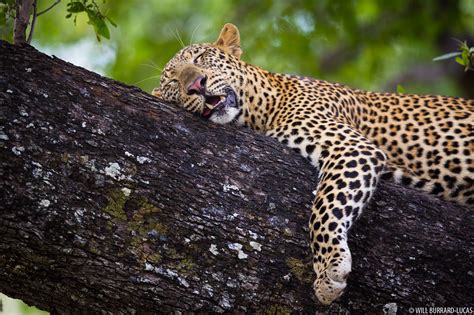 Sleeping Leopard Will Burrard Lucas