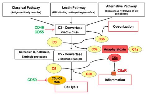 Complement Regulation In Human Tenocytes Under The Influence Of