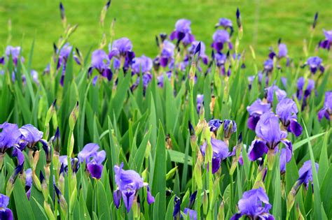 Free Photo Iris Bloom Flower Garden Free Download Jooinn