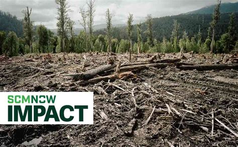 Realizing Zero Deforestation Supply Chains