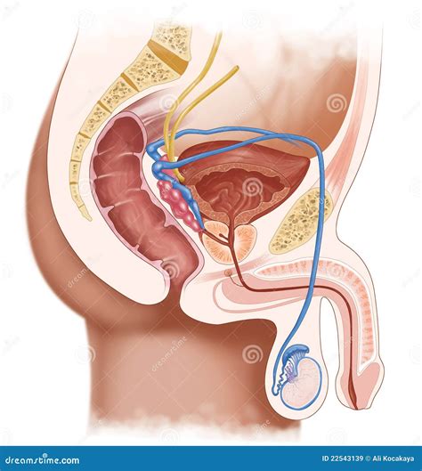 Male Reproductive System Disorder Set External And Internal Organs