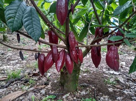 Mungkinkah Bermain Trading Biji Kakao Di Indonesia