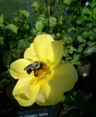 Bumblebees On Tumblr