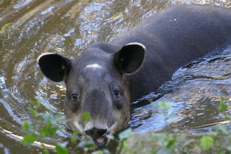 Definitive Guide To Bairds Tapir Facts Habitat Conservation Status
