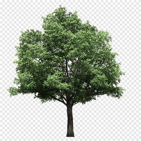 Tree Lindens Eucalyptus Branch Acer Campestre Png PNGEgg