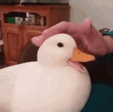 Duck Cute Duck Gif Duck Cute Duck Duck Pet Descubre Y Comparte Gif My XXX Hot Girl