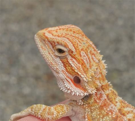 Yellow Pink And Tangerine Central Bearded Dragon By Draggintails