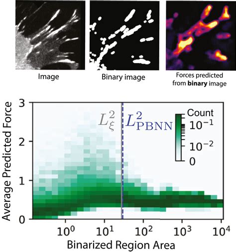 Machine Learning Interpretable Models Of Cell Mechanics From Protein Images Cell