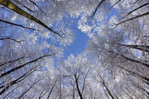 Hoar Frost On Trees Photograph By Dr Juerg Alean Fine Art America
