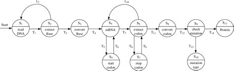 Figure 3 From Modeling Protein Synthesis And Dna Mutations Using Finite State Machines