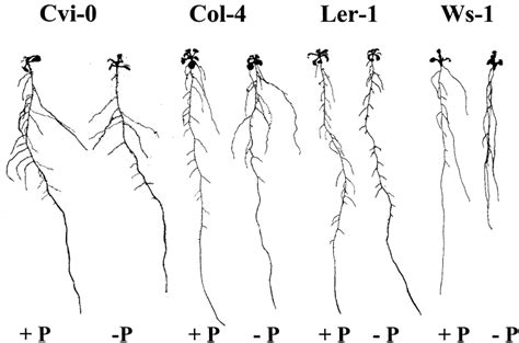 Effects Of Phosphate Availability On The Root System Architecture Large‐scale Analysis Of The