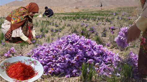 Harvest Saffron Flowers At Country Life In Iran And Make Saffron Spice