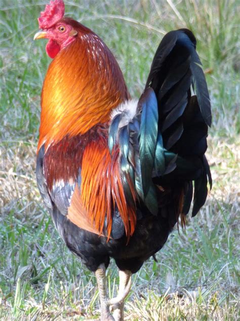 Bantam Chicken